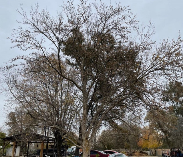 Budburst | Observation