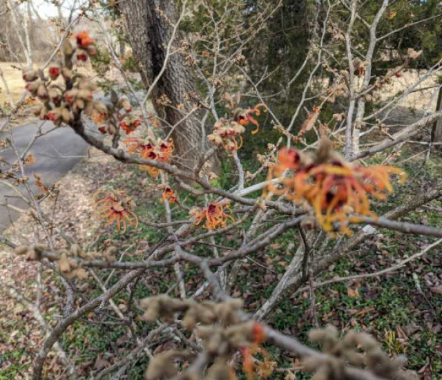 Budburst | Observation