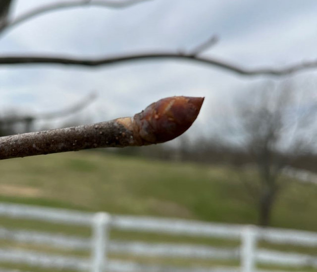 Budburst | Observation