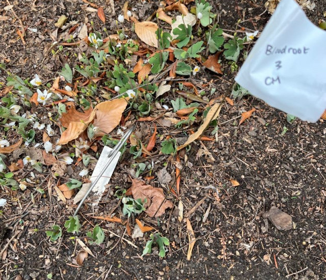 Budburst | Observation