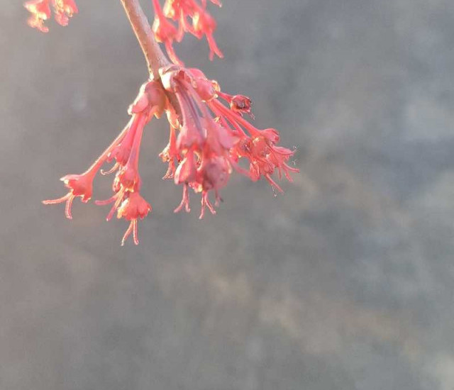 Budburst | Observation