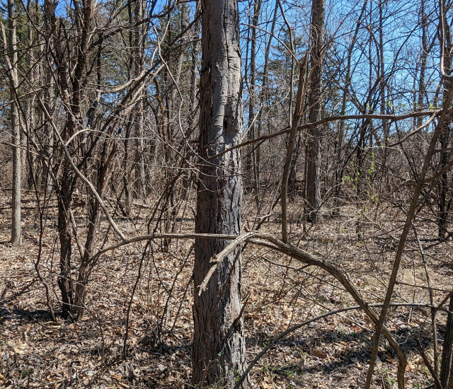 Budburst | Observation